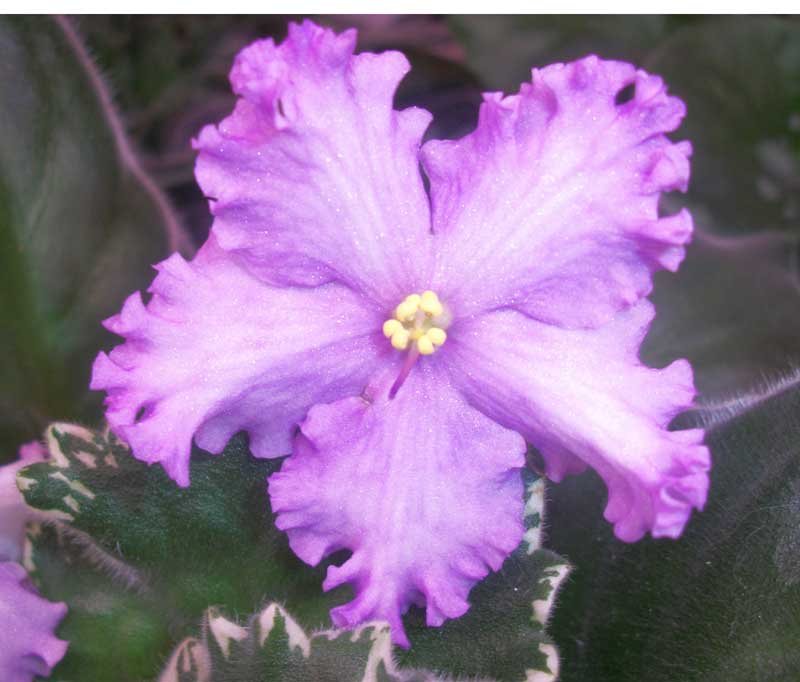 Blog Archives - policetracker