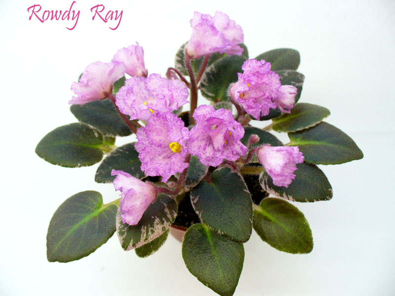 Архів :: Просмотр темы - Rowdy Ray